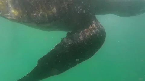 Shitting Stock Videos – Royalty-Free HD & 4K Videos