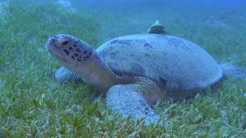 Sea turtle with a remora fish swimming o... | Stock Video | Pond5