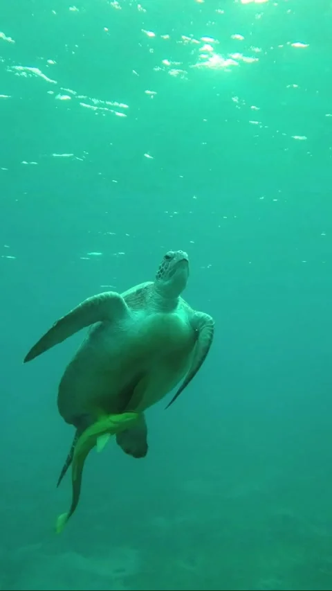 Sea turtle slowly fly up in the blue wat... | Stock Video | Pond5