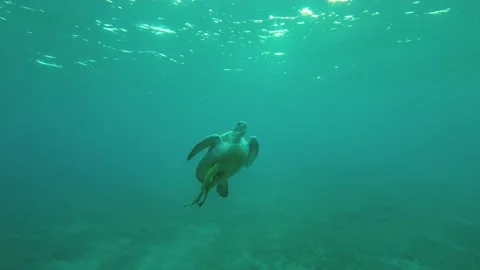 Sea turtle slowly fly up in the blue wat... | Stock Video | Pond5