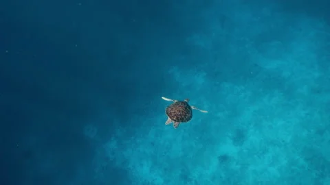 Snorkeling Turtle Stock Footage ~ Royalty Free Stock Videos | Pond5