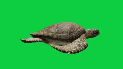 Turtle Green Screen Stock Video Footage | Royalty Free Turtle Green ...