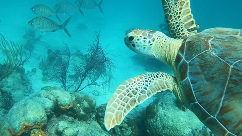Sea Turtle Swimming with Fish in Turks a... | Stock Video | Pond5