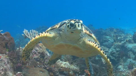 Sea turtle swimming toward camera | Stock Video | Pond5