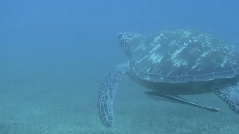 Sea turtle swimming underwater with fins... | Stock Video | Pond5