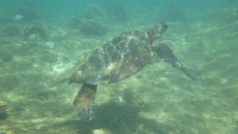 Sea Turtle Underwater in Ocean, Close-Up... | Stock Video | Pond5