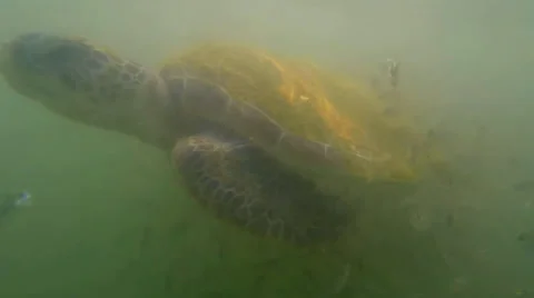 Sea turtles floating in underwater | Stock Video | Pond5