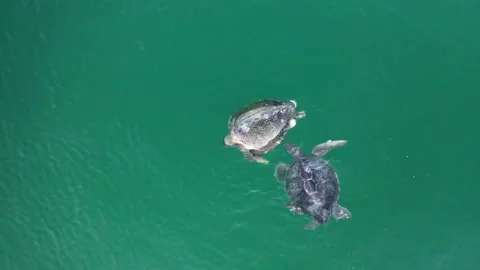 sea turtles in the process of mating fro... | Stock Video | Pond5