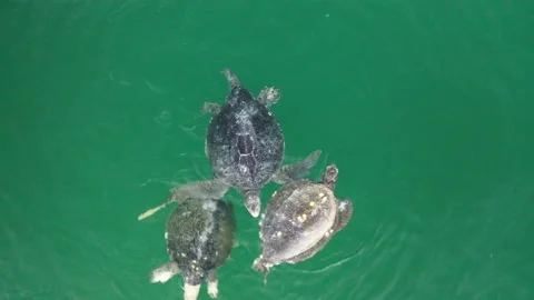 sea turtles in the process of mating fro... | Stock Video | Pond5