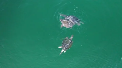 From Birds Mating Stock Footage ~ Royalty Free Stock Videos | Pond5