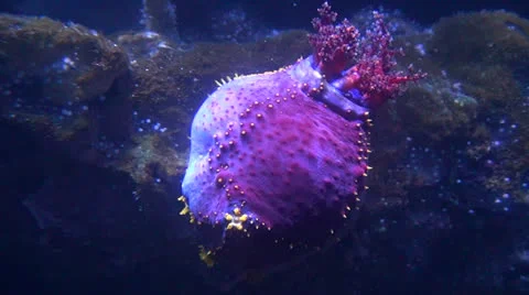 Sea Urchins, Sea Creatures, 2D, 3D | Stock Video | Pond5