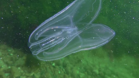 Sea Walnut Stock Video Footage | Royalty Free Sea Walnut Videos | Pond5