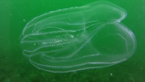 Sea Walnut Stock Videos – Royalty-Free HD & 4K Videos