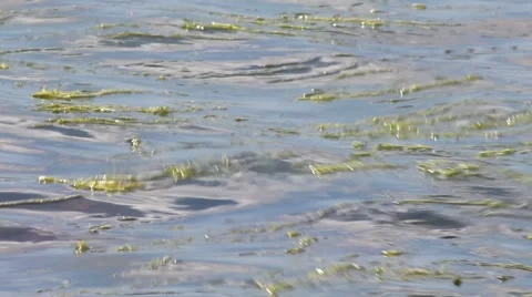 sea, waves swing seaweed on a surface, ... | Stock Video | Pond5