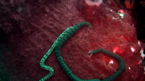 Sea worms like parasites on seabed under... | Stock Video | Pond5