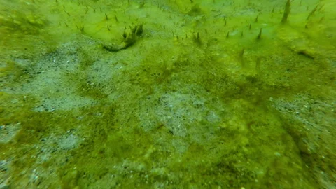 Seabed covered with slimy layer colonial... | Stock Video | Pond5