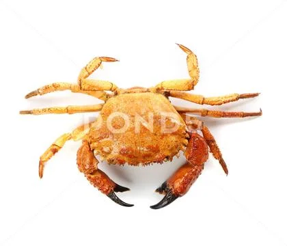Photograph: seafood red crab isolated on a white background seafood red ...