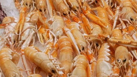 Crawfish Louisiana Stock Footage ~ Royalty Free Stock Videos | Pond5