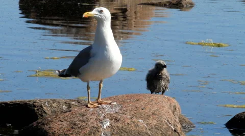 Stone Voices Stock Videos – Royalty-Free HD & 4K Videos | Pond5