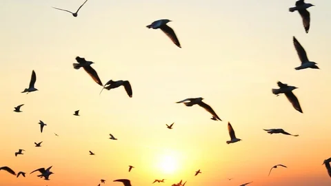 Bird Flying Slow Motion Stock Footage ~ Royalty Free Stock Videos | Pond5