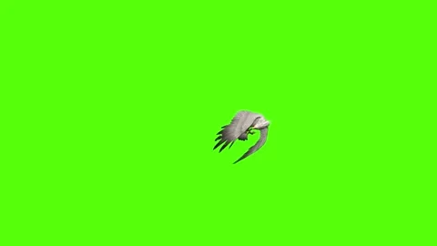 Seagull Bite Green Screen Animation 4k R... | Stock Video | Pond5