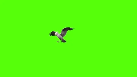 Seagull Bite Green Screen Animation 4k R... | Stock Video | Pond5