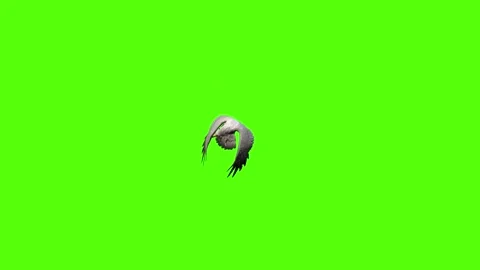 Seagull Green Screen Stock Video Footage | Royalty Free Seagull Green ...