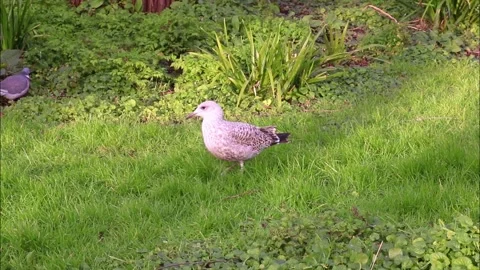 Seagull Dance Tapping Feet Worms Earth G... | Stock Video | Pond5