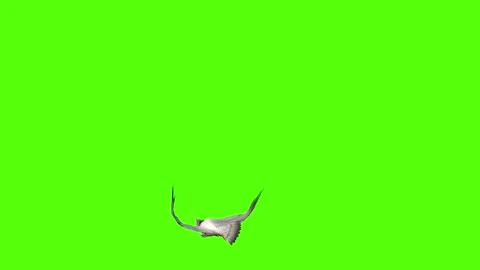 Seagull Death Green Screen Animation 4k ... | Stock Video | Pond5
