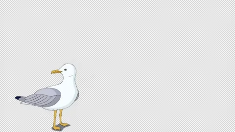 Seagull Alpha Stock Footage ~ Royalty Free Stock Videos | Pond5