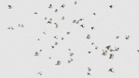 Seagull Alpha Stock Footage ~ Royalty Free Stock Videos | Pond5