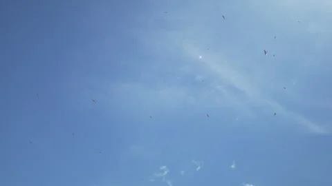 Blue Sky Summer Stock Videos – Royalty-Free HD & 4K Videos