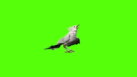 Seagull Idle Green Screen Animation 4k R... | Stock Video | Pond5