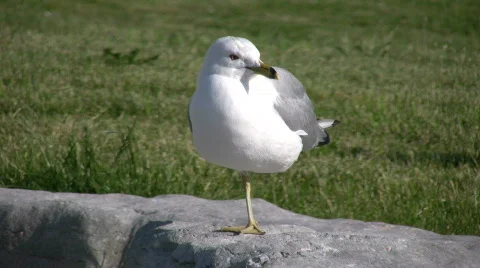 One Foot Tall Stock Videos – Royalty-Free HD & 4K Videos