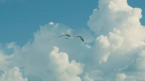 Scene Short Stock Videos – Royalty-Free HD & 4K Videos