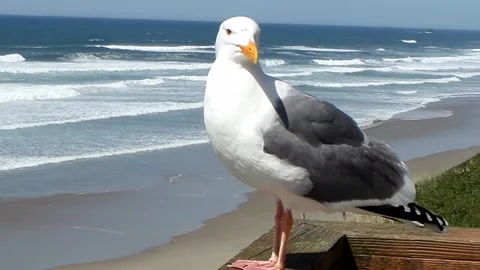 Standing Balcony Stock Videos – Royalty-Free HD & 4K Videos | Pond5