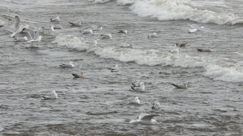 Surf Bathing Stock Videos – Royalty-Free HD & 4K Videos