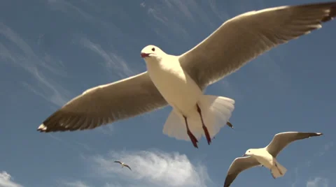 Seagulls fly in slow motion | Stock Video | Pond5