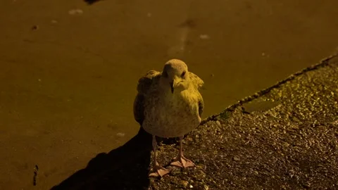 Seagulls at night in port of Malpica. Ga... | Stock Video | Pond5