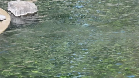 Pond5 Stock Footage ~ Royalty Free Stock Videos | Pond5