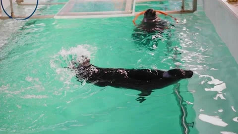 Seal Clapping Stock Videos – Royalty-Free HD & 4K Videos