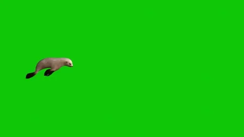 Seal Swimming Green Screen Animation (3) | Stock Video | Pond5