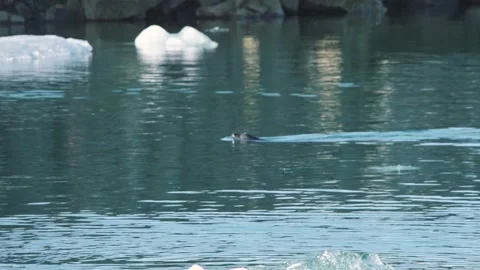 Seal swimming in sea water between ice f... | Stock Video | Pond5