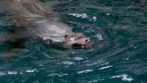 seal swims in clear water muzzle mustach... | Stock Video | Pond5
