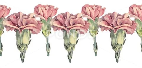 Seamless border watercolor purple carnation on white background. Hand ...