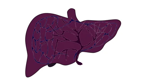 Seamless loop animation of human liver a... | Stock Video | Pond5
