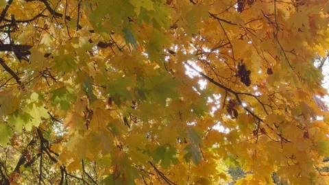 Seamless loop autumn leaves in shades of... | Stock Video | Pond5