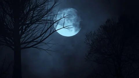 Seamless Trees Stock Video Footage | Royalty Free Seamless Trees Videos ...