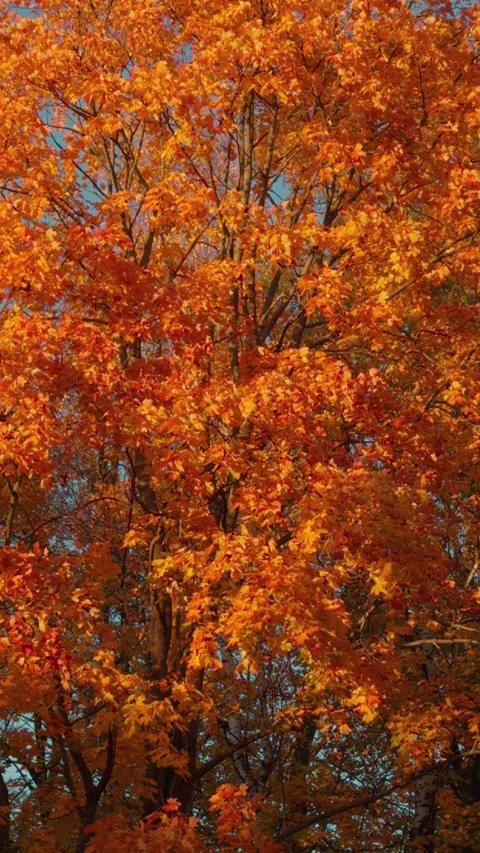 Seamless loop vibrant autumn leaves on a... | Stock Video | Pond5