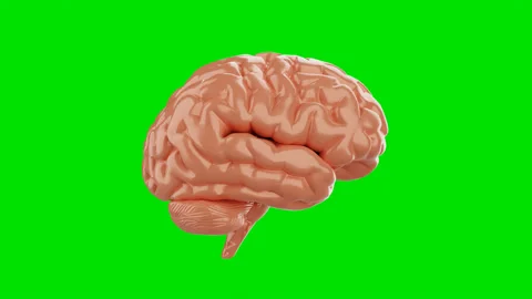 Brain Green Screen Stock Videos – Royalty-Free HD & 4K Videos | Page 3